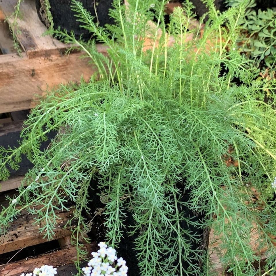 Tree Amigos Growers GreenMeLocally.com