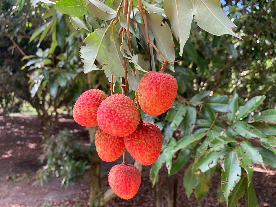 Tree Amigos Growers GreenMeLocally.com