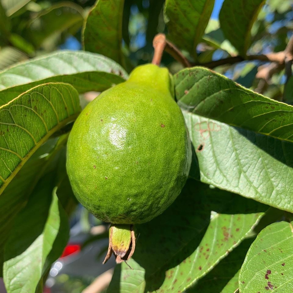 Tree Amigos Growers GreenMeLocally.com