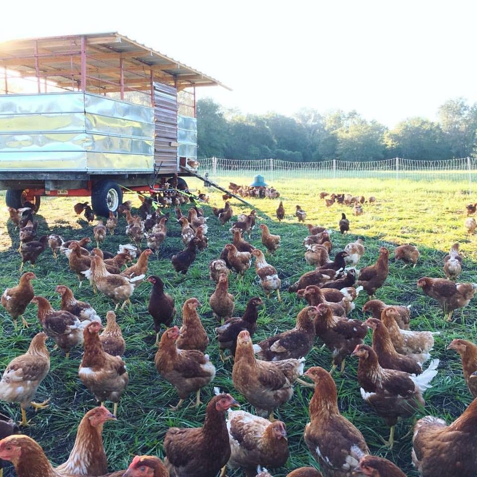 Grove Ladder Farm GreenMeLocally.com
