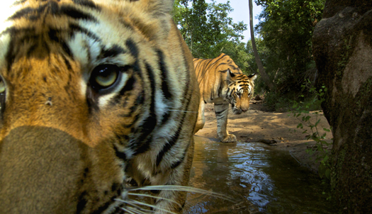 On the Trail of Big Cats with Steve Winter, Photographer ...
